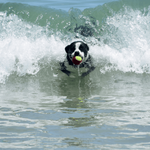 About Us | Great Neck Veterinary Clinic