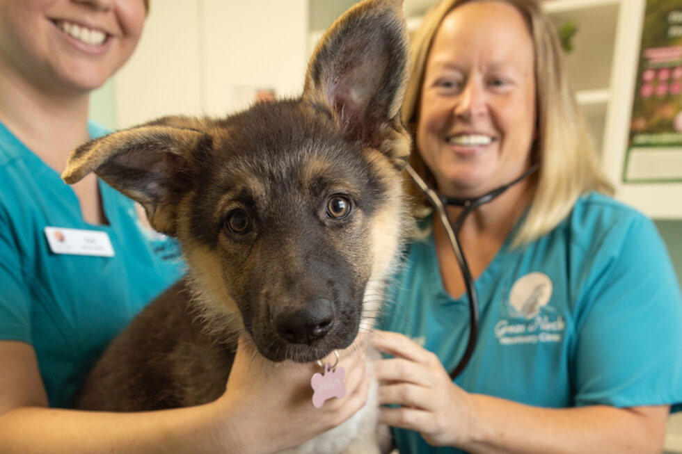 Great Neck Veterinary Clinic | Best Vet Clinic In Virginia Beach, VA